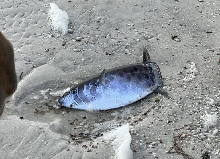 Peixe-lua delgado: características, alimentação e habitat | Blog do ...