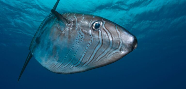 Peixe-lua delgado: características, alimentação e habitat | Blog do ...
