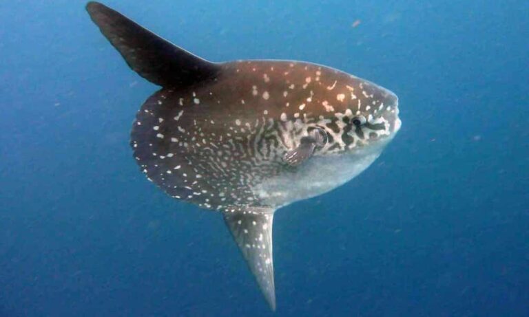 Peixe-lua gigante: características, reprodução, alimentação ...