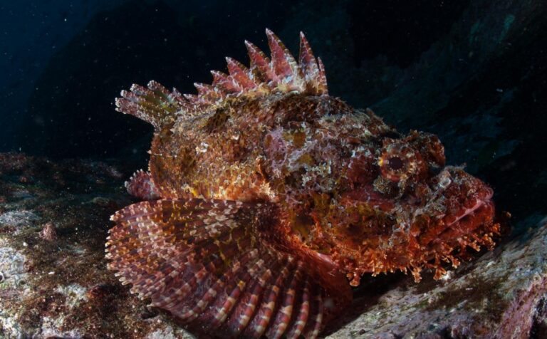 Peixe-pedra estuarino: características, habitat, alimentação, veneno e ...