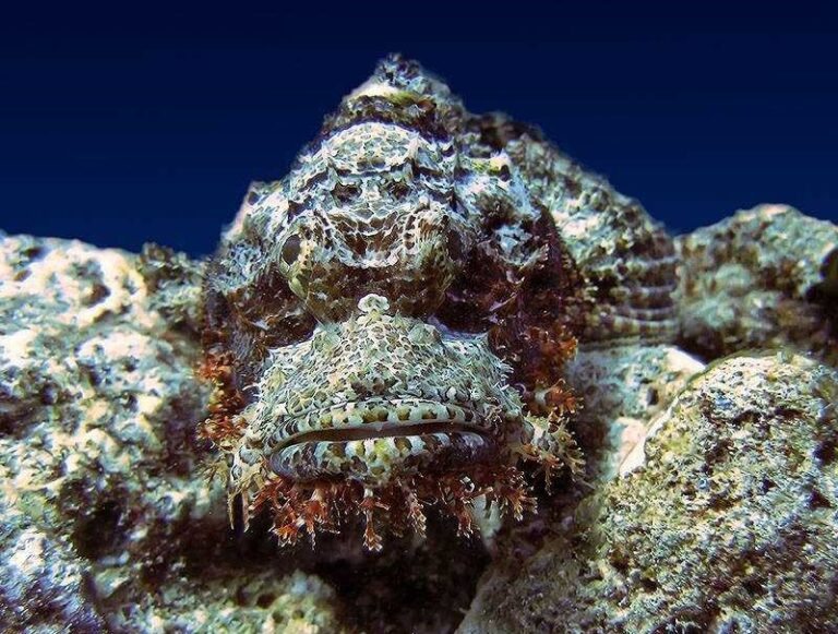 Peixe-pedra estuarino: características, habitat, alimentação, veneno e ...