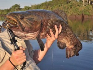 Iscas naturais para a pesca de trairão: top 4 iscas, equipamentos ...