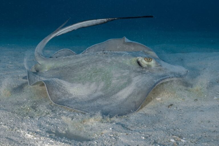Raia ratão: características, alimentação, habitat e veneno | Blog do ...