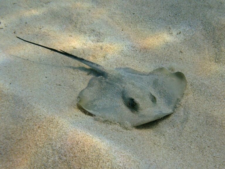 Raia ratão: características, alimentação, habitat e veneno | Blog do ...