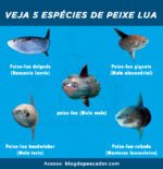 5 tipos de peixe lua: características, habitat, informações e muito ...