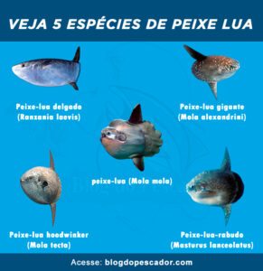5 tipos de peixe lua: características, habitat, informações e muito ...