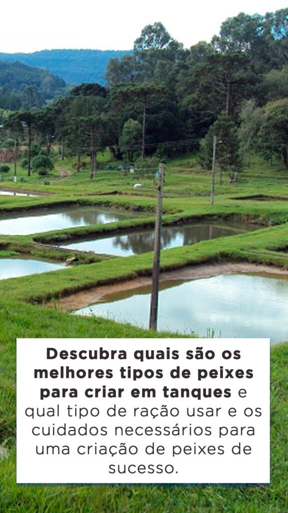 7 tipos de peixes para criar em tanques | Blog do Pescador 7 tipos de peixes para criar em tanques | Blog do Pescador