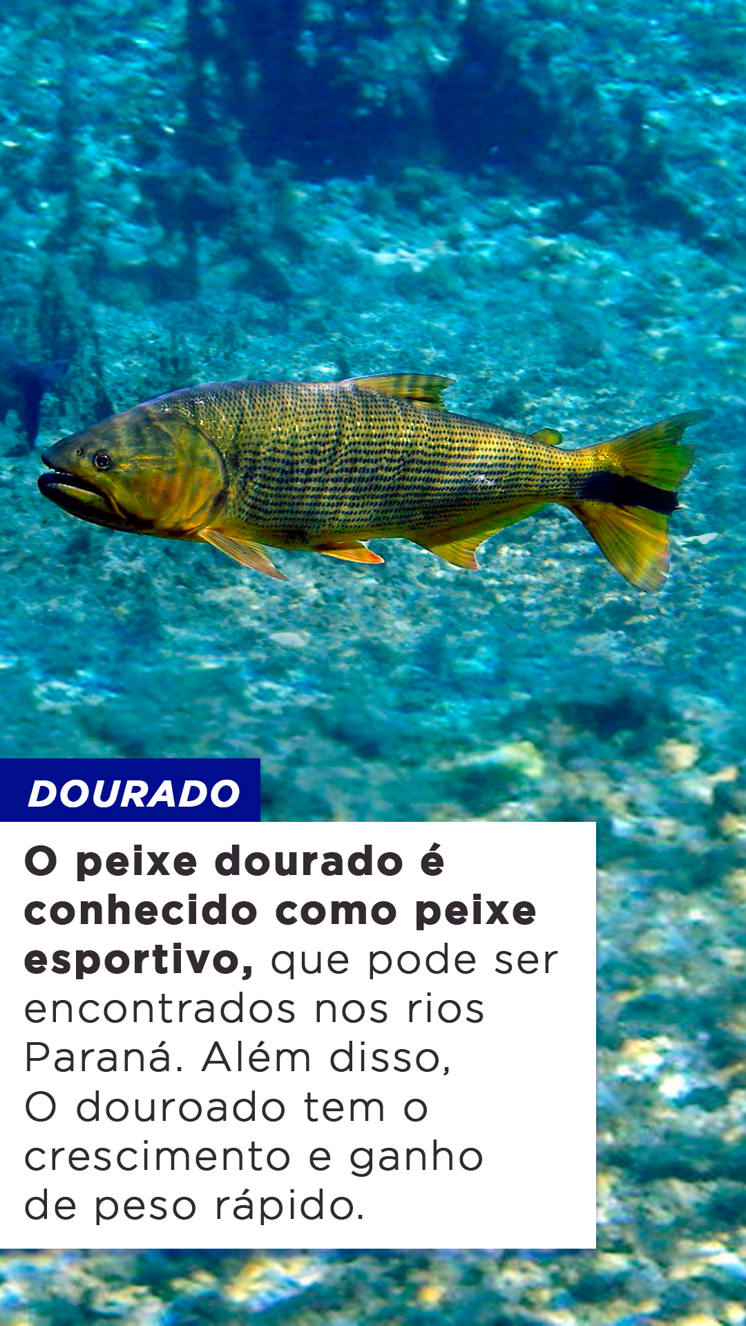 7 tipos de peixes para criar em tanques | Blog do Pescador 7 tipos de peixes para criar em tanques | Blog do Pescador