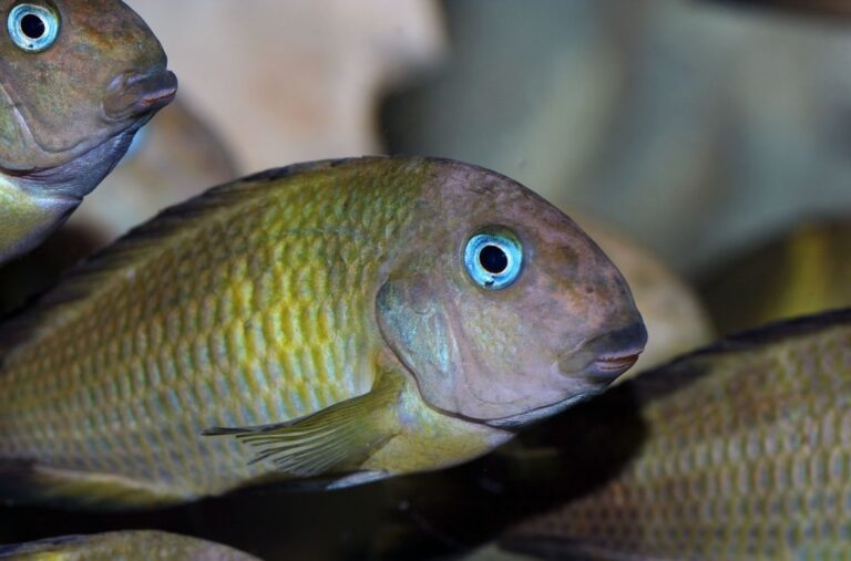 Tropheus de olhos azuis peixe: características, habitat, alimentação e ...