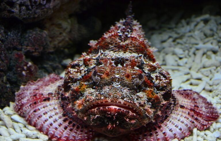 Peixe-pedra estuarino: características, habitat, alimentação, veneno e ...