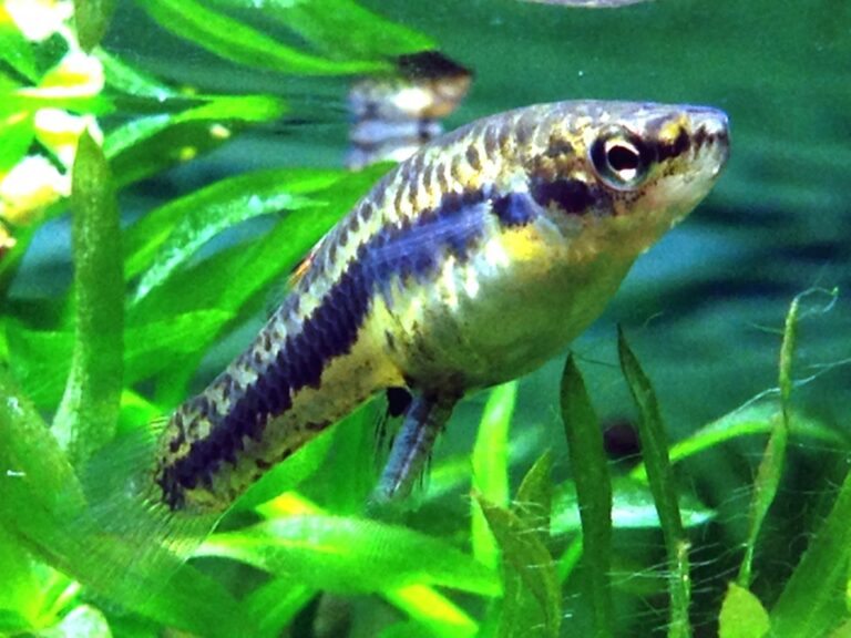 Vivíparo Anão peixe: características, alimentação, habitat e onde ...