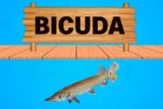 Bicuda peixe: Características, habitat, alimentação e onde encontrar ...