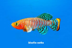 10 tipos de peixe Killifish mais conhecidos no Brasil | Blog do Pescador