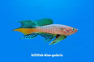 10 tipos de peixe Killifish mais conhecidos no Brasil | Blog do Pescador