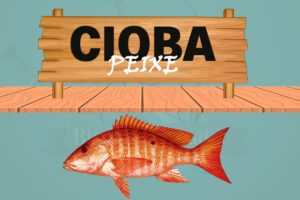 Cioba peixe: características, habitat, reprodução e alimentação | Blog ...