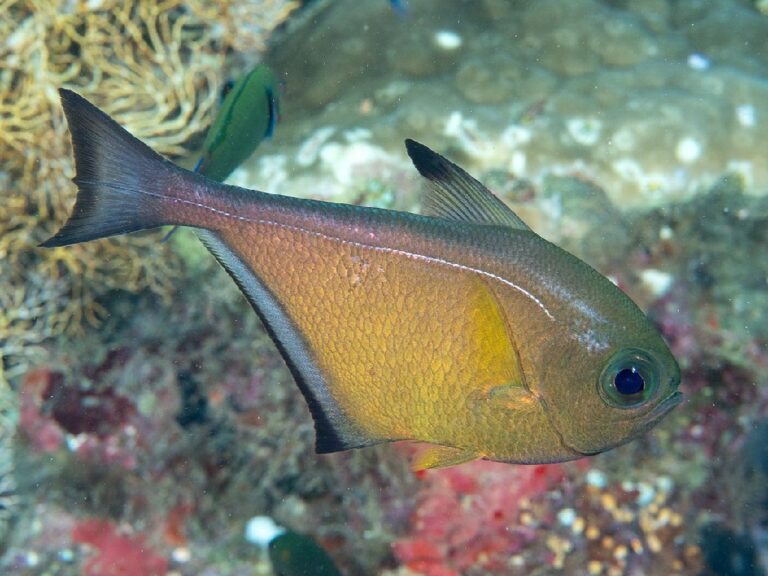 Piaba do mar: características, alimentação, reprodução e habitat