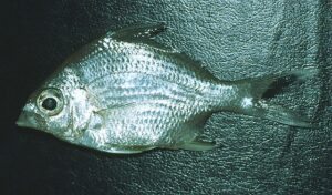 Mojarra irlandês: características, alimentação, habitat e dicas