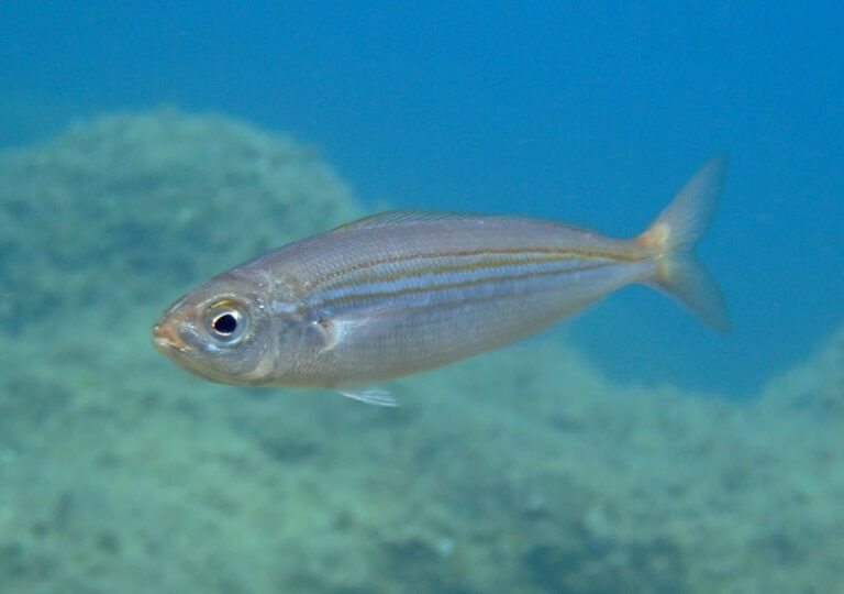 Boga do mar: características, reprodução, alimentação e habitat