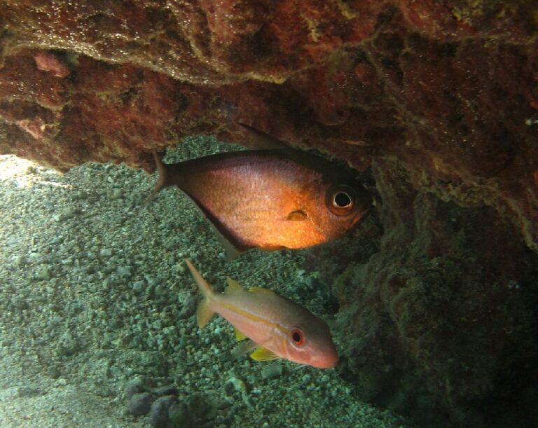 Piaba do mar: características, alimentação, reprodução e habitat